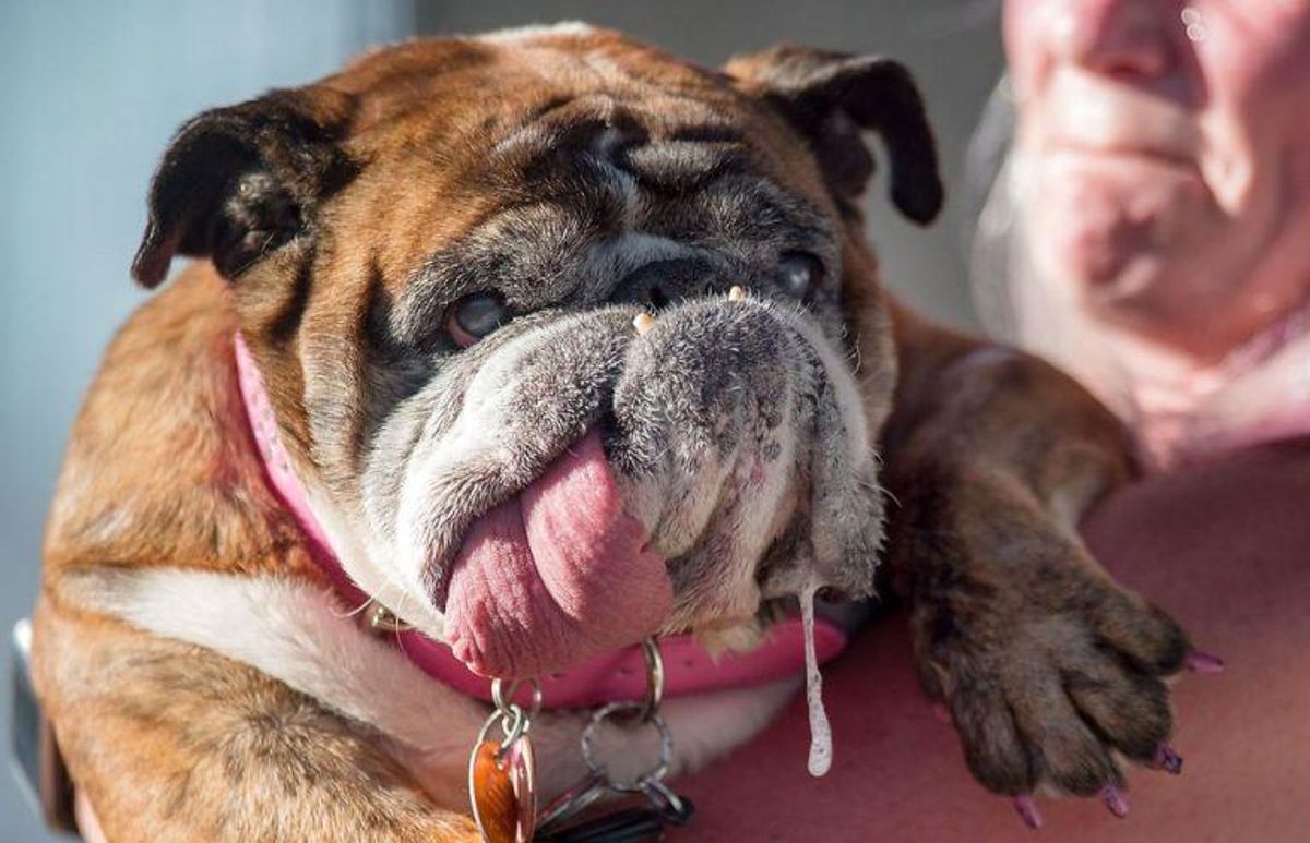 Ejeren i chok: Verdens grimmeste hund er død • Newsbreak.dk Ejeren i chok: Verdens grimmeste hund er død • Newsbreak.dk