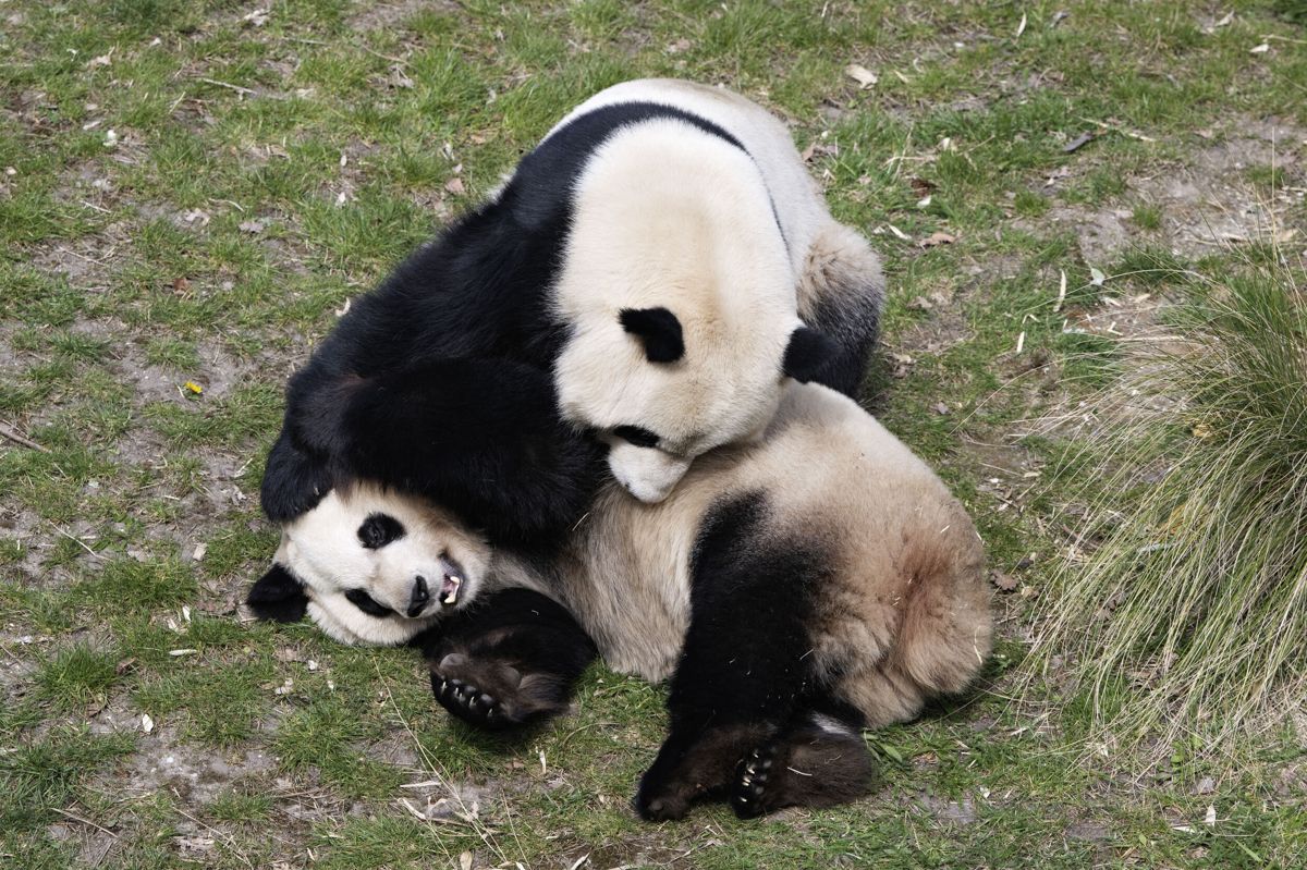 Tester trick til pandaparring • Newsbreak.dk Tester trick til pandaparring • Newsbreak.dk