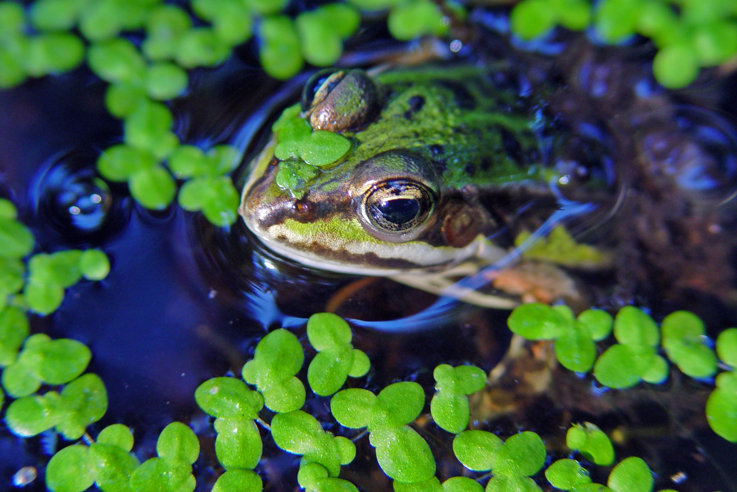 Venter frøtælling ved solcellepark: Udfordrer kommunens klimamål ...