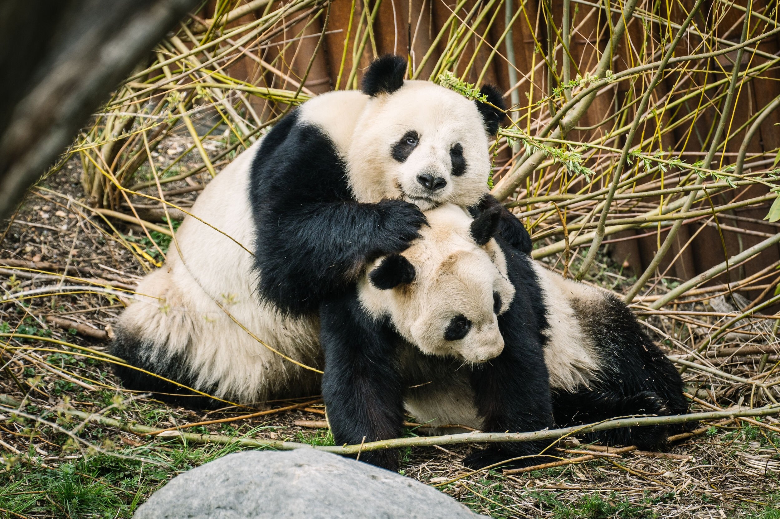 Panda i Københavns Zoo er i brunst – parring lader vente på sig ...