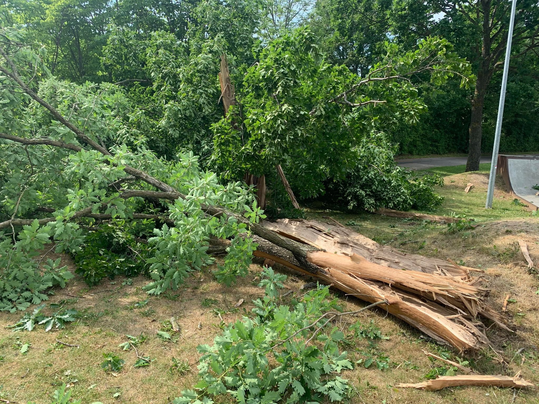 Lyn slog ned i træ – Sjællandske Nyheder