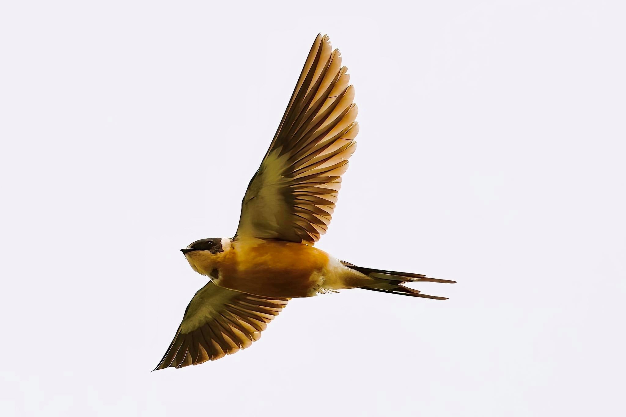 Sjælden fugl trækker folk til fra udlandet – Sjællandske Nyheder