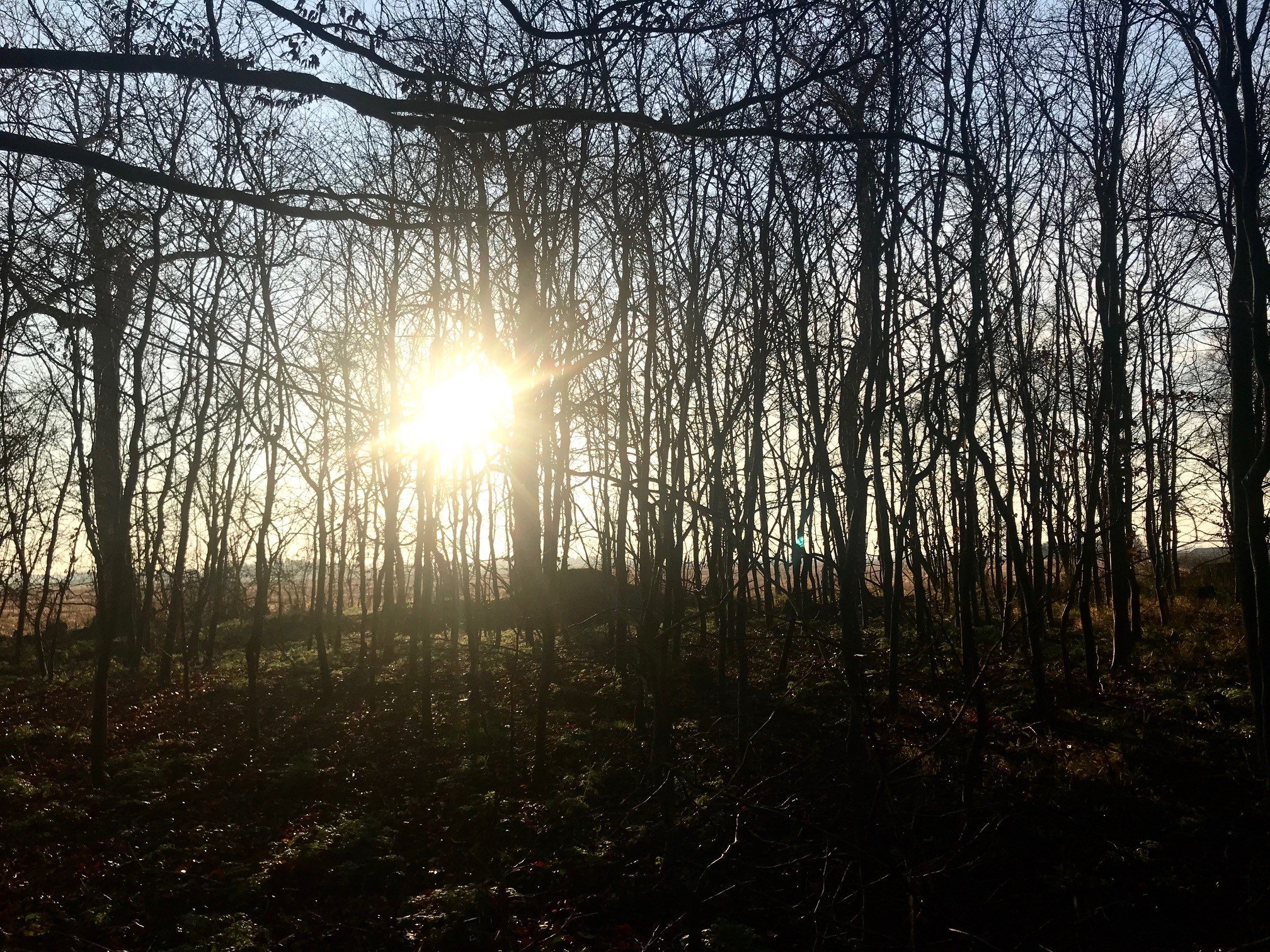 Lad skoven indvandre selv – det er billigst og bedst! – Sjællandske Nyheder