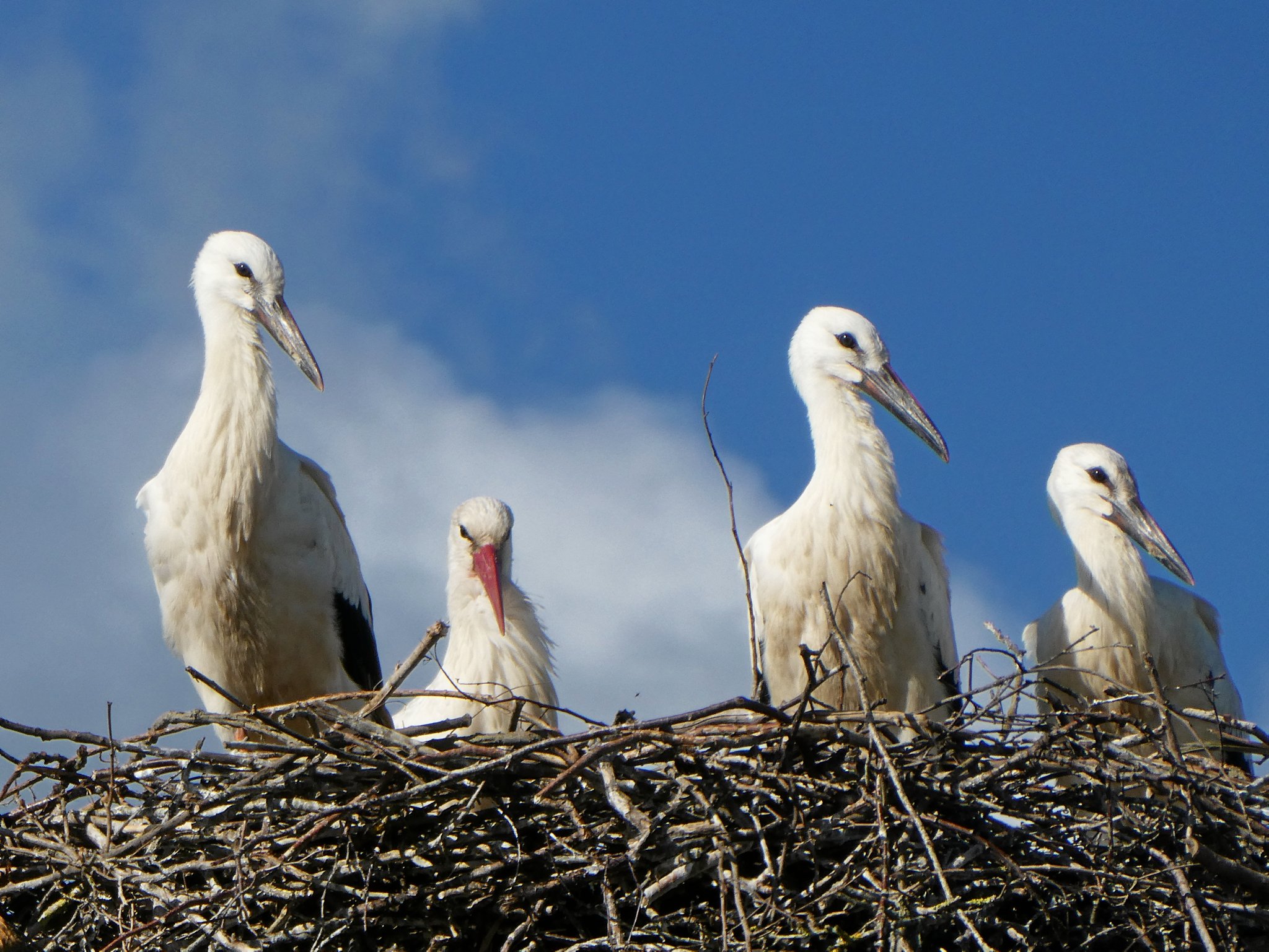 Hvor holder de sjællandske storke egentlig jul? – Sjællandske Nyheder