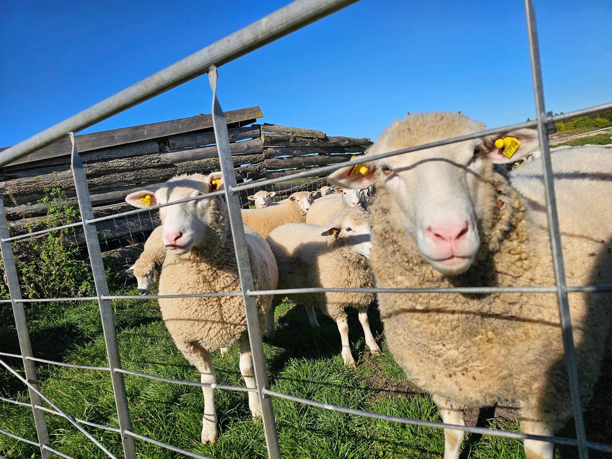 Private dyrehold skal pleje naturen – Sjællandske Nyheder