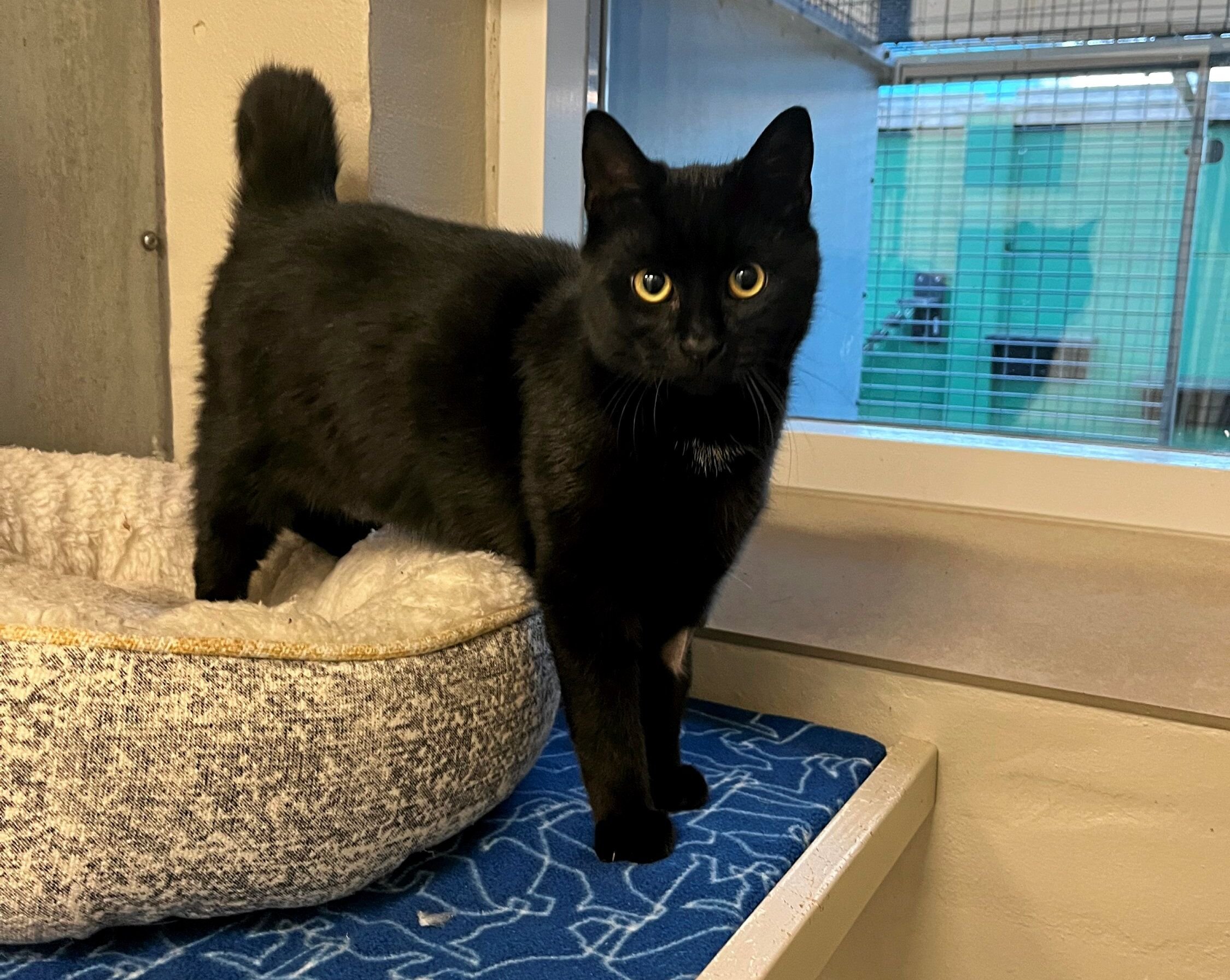 Skibsreder sikrer katte nyt hjem – Sjællandske Nyheder