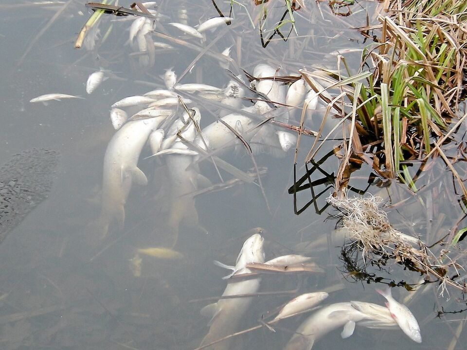 Gedder i knibe og farligt fosfor – så dårligt har Birkerød Sø det ...