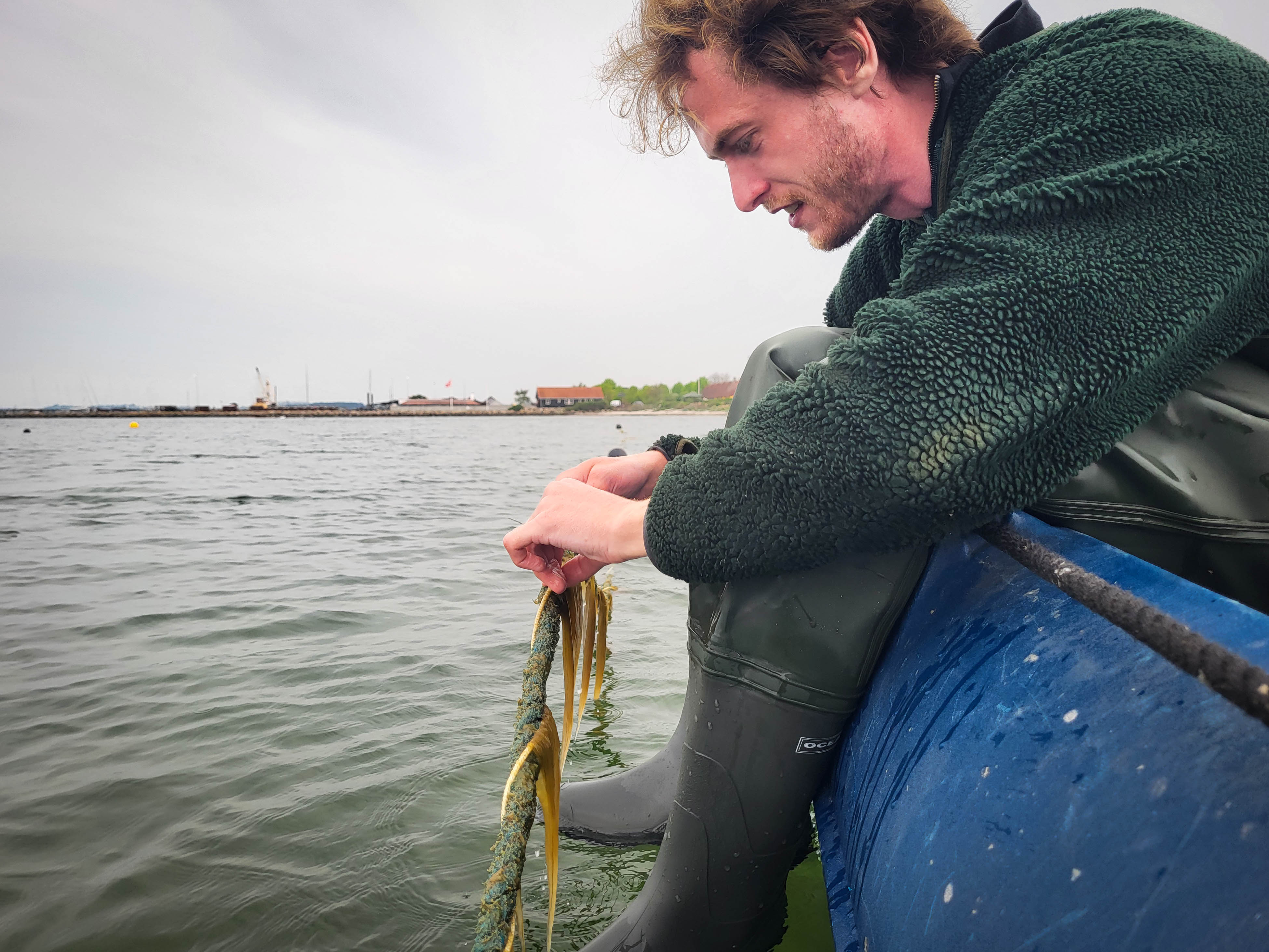 Virksomheden Dansk Tang kan være de første i verden til at dyrke en særlig tangart i åbent vand ...