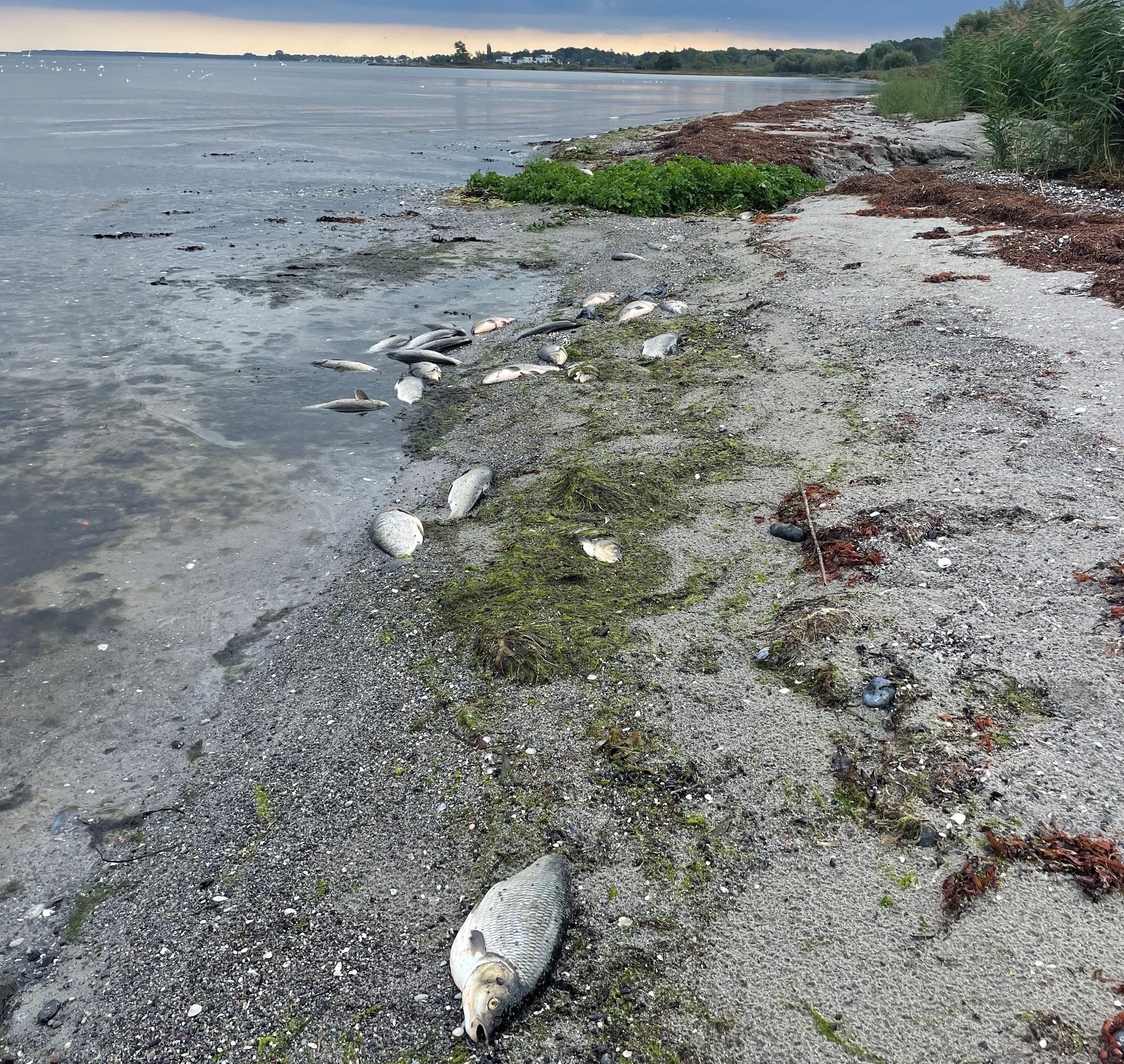 Store døde fisk flyder ind ved kysten – årsagen er stadig et mysterium ...
