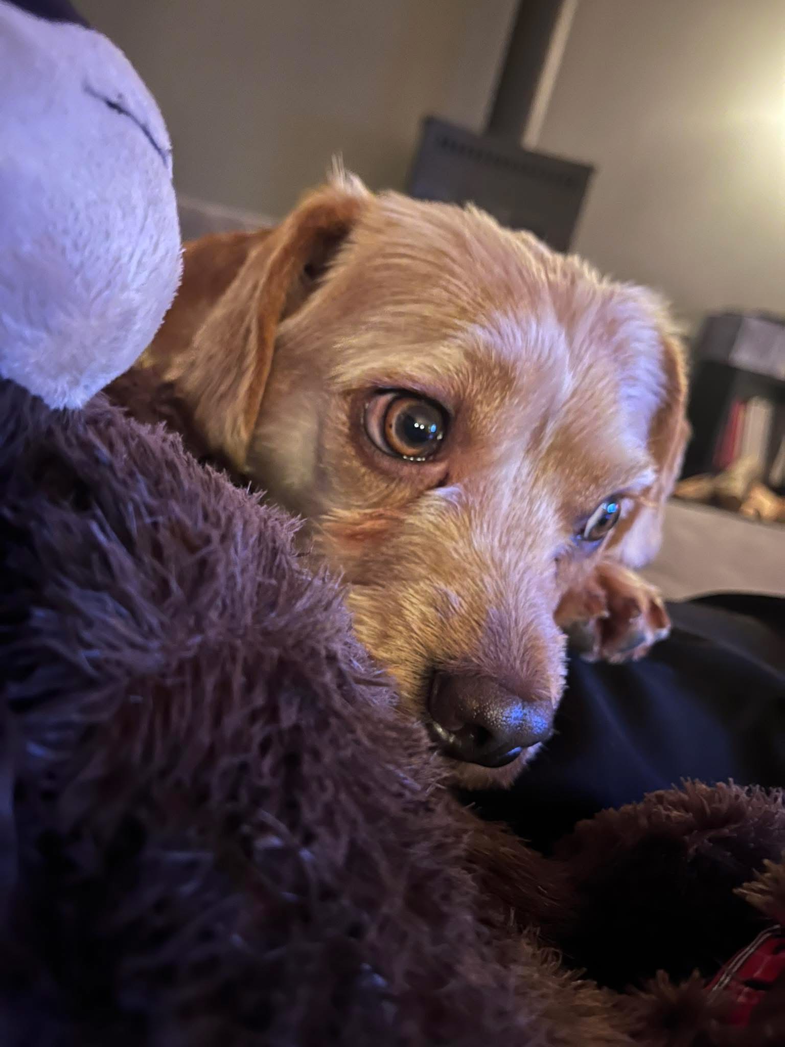 Kristinas hund skræmte dreng – hendes undskyldning mødes med stor ros ...
